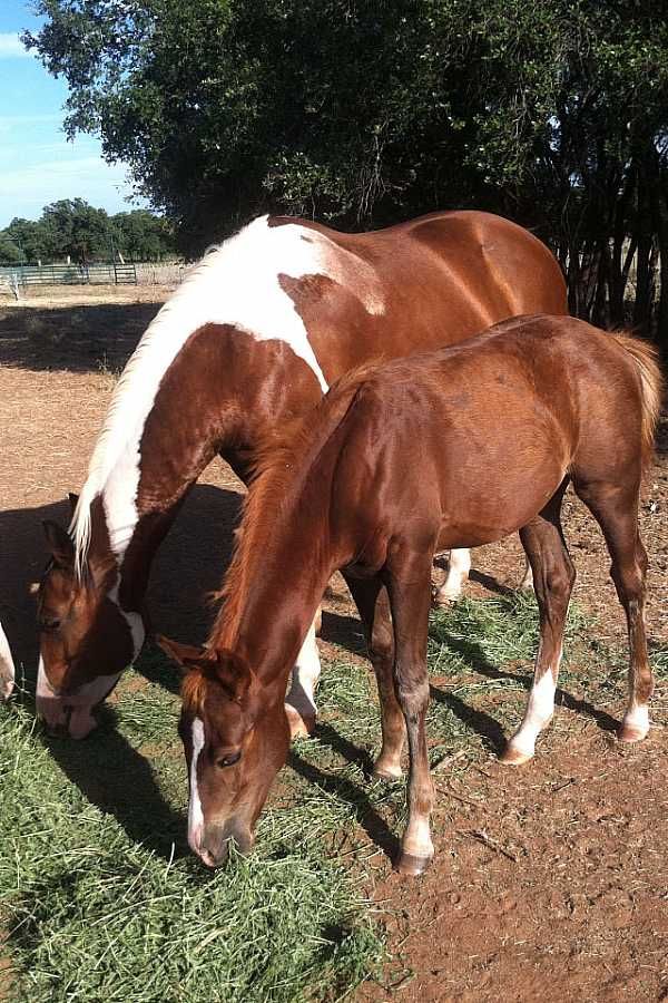 Hare Quarter Horses